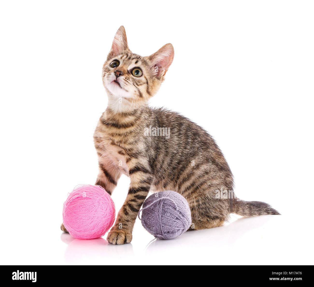 kitten is played with a ball of thread. cat poster. young player in the ...