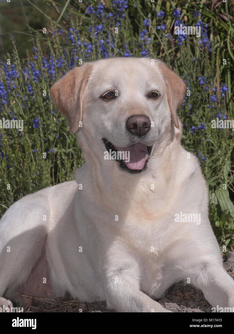 beautiful yellow labrador retriever posed in front of field of lavender ...