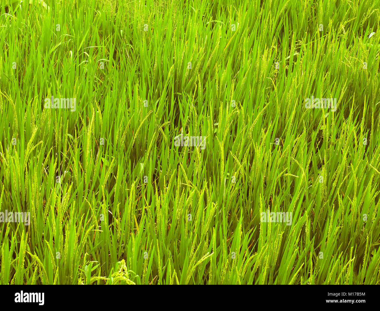 Paddy texture hi-res stock photography and images - Alamy