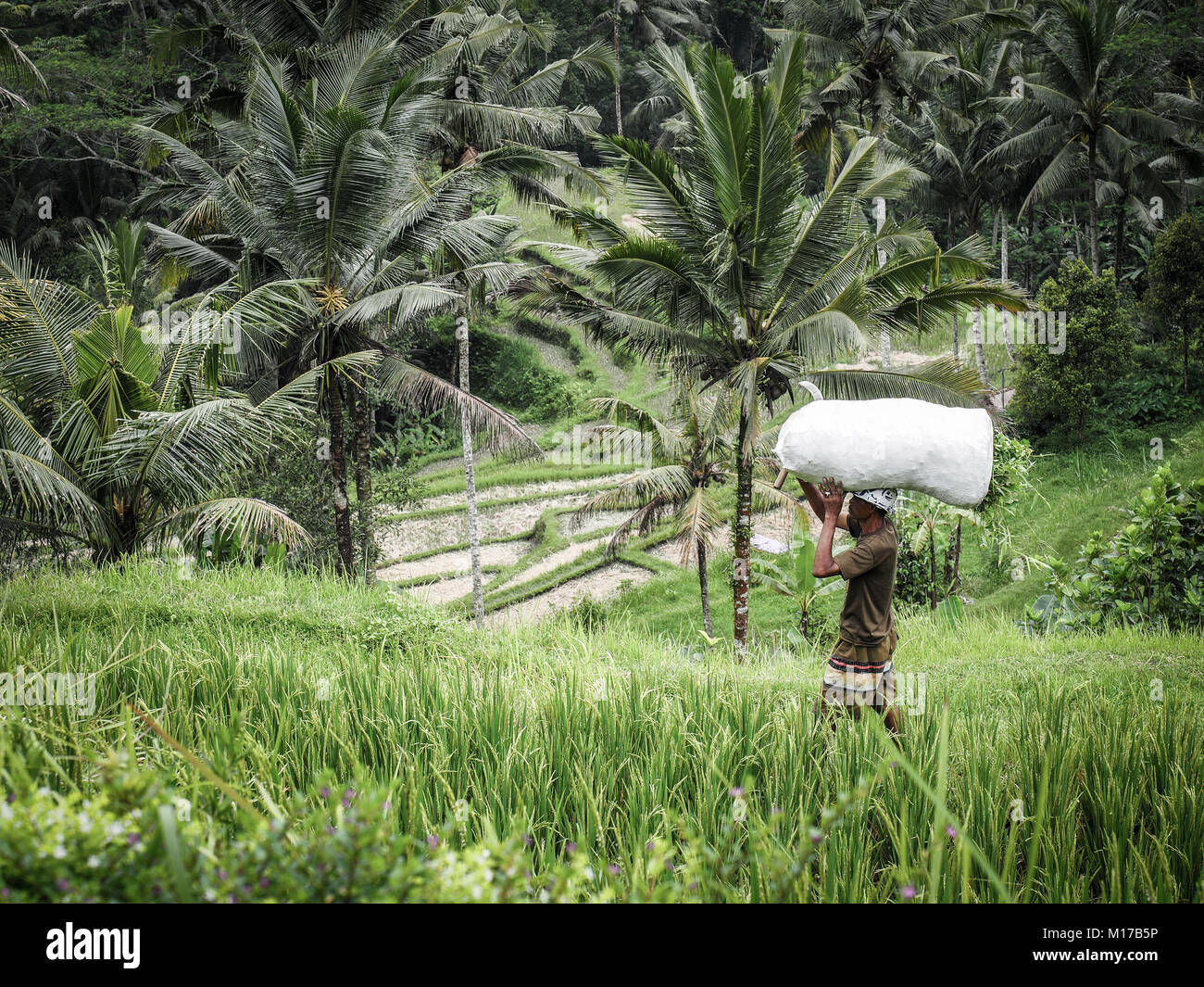 Laos man carrying rice hi-res stock photography and images - Alamy