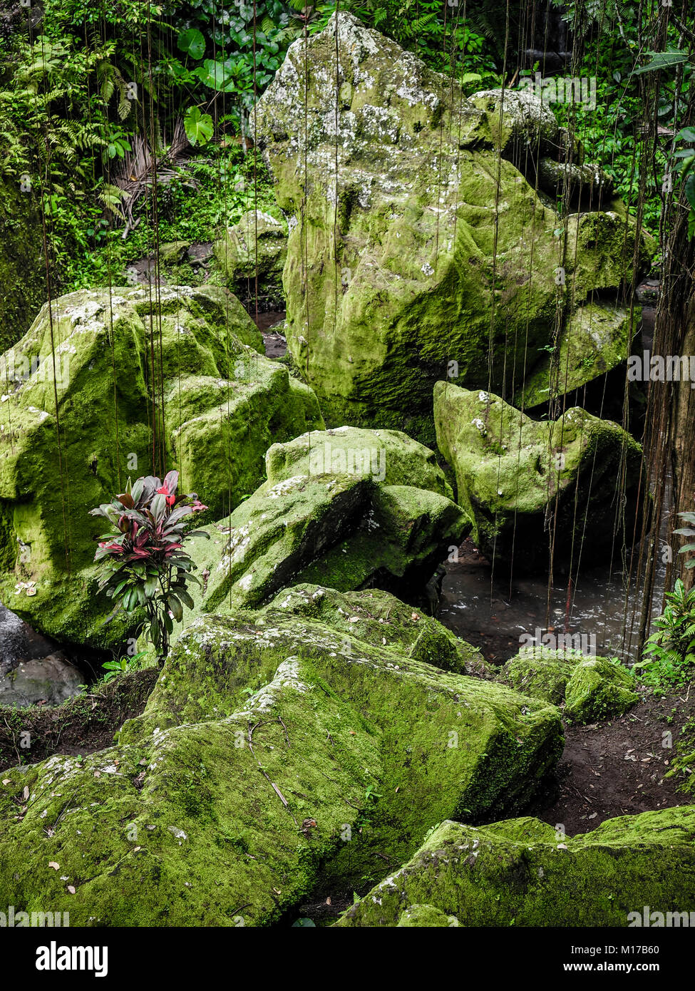 Green moss patches on large rocks. Moss covered giant stones in an old ...