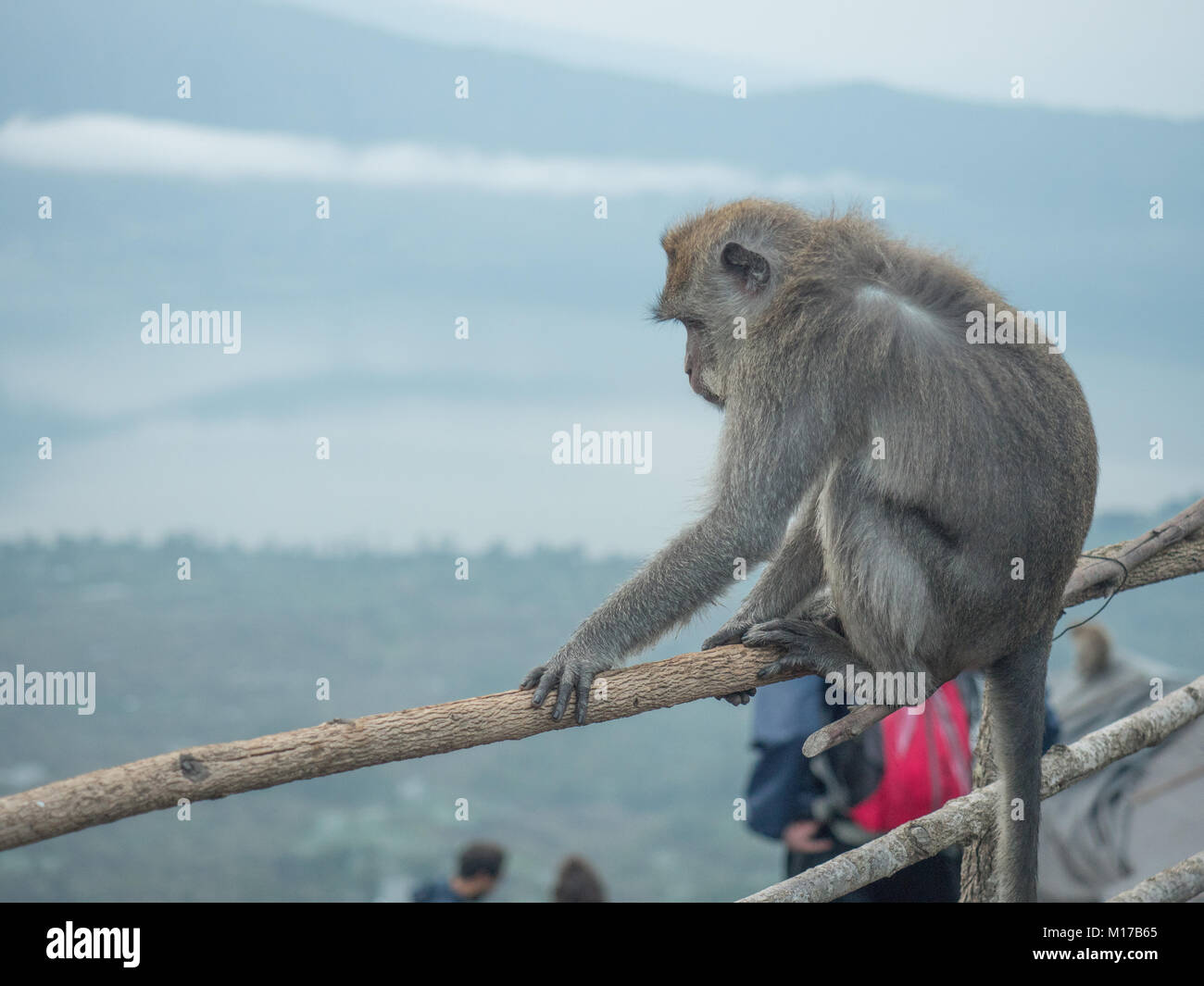 Monkey volcano mount batur bali hi-res stock photography and images - Alamy