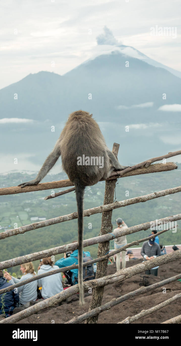 Macaque monkey together with tourist observing eruption on Mount Agung ...