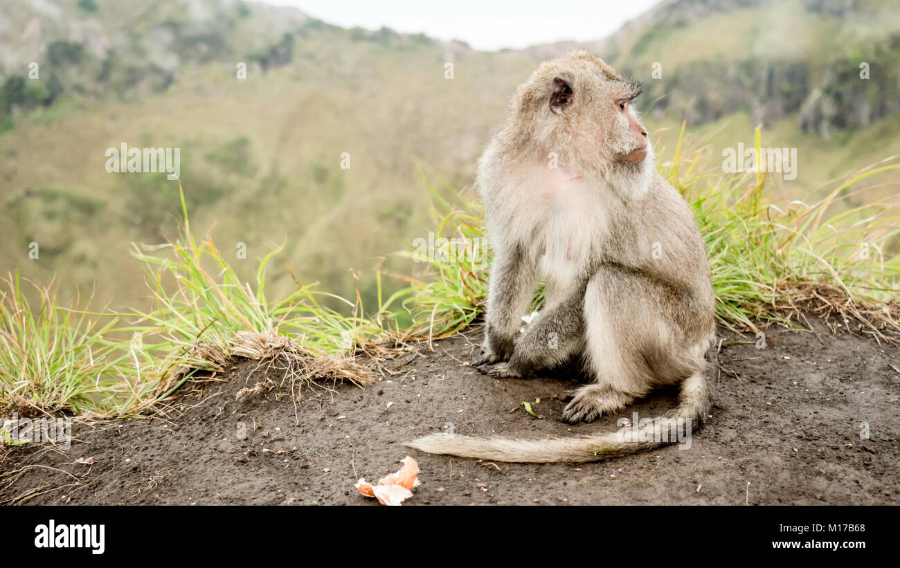 Close up portrait of macaque monkey in the wild, Mount Batur volcano ...