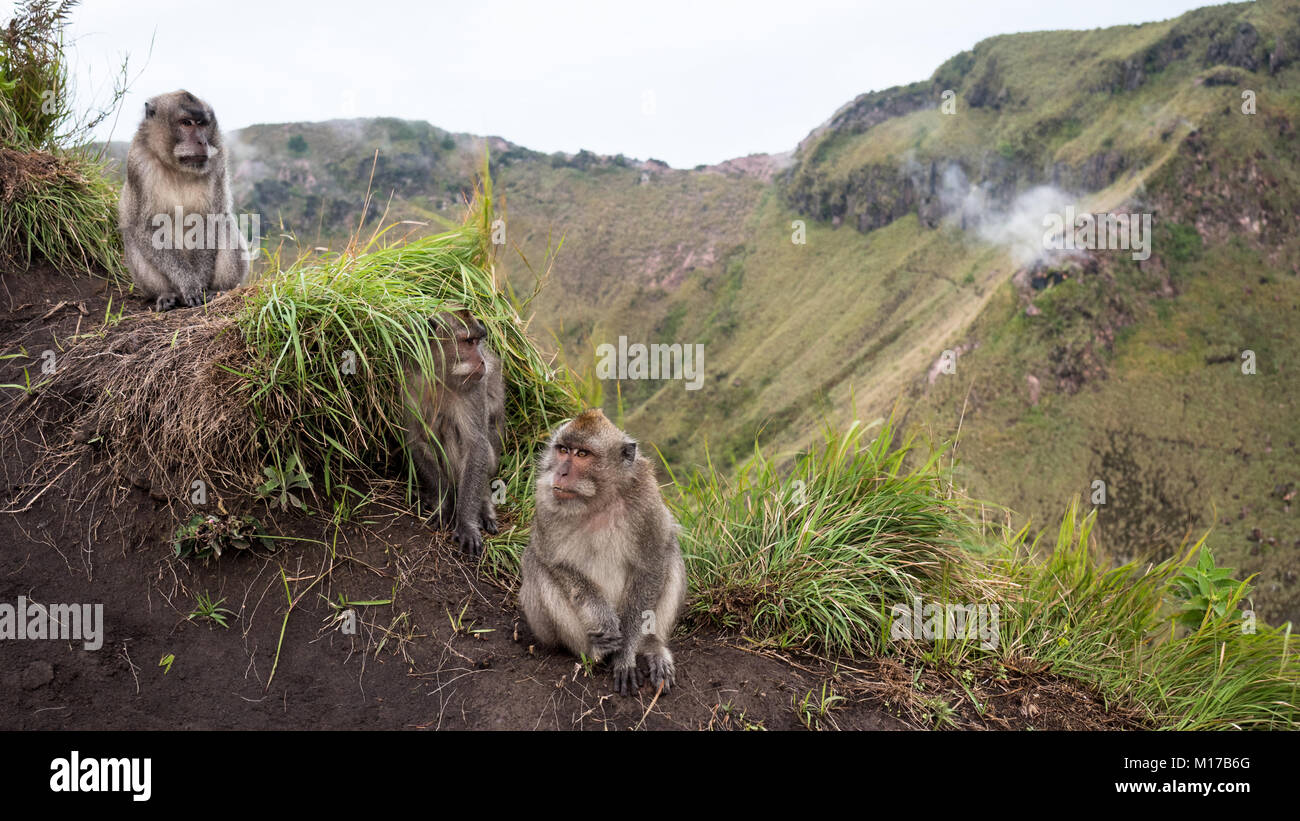 Family of wild macaque monkey in their natural habitat at mount Batur ...
