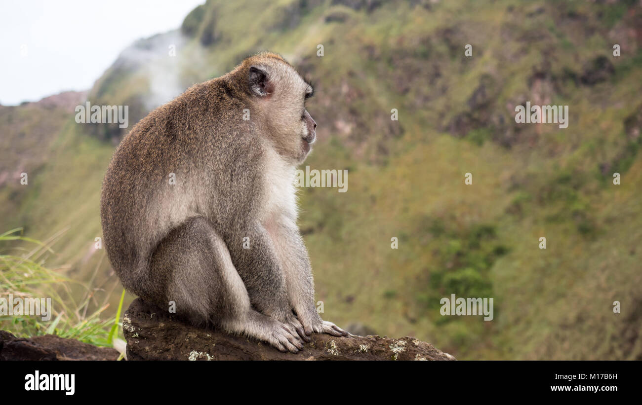 Wild monkey habitat hi-res stock photography and images - Alamy