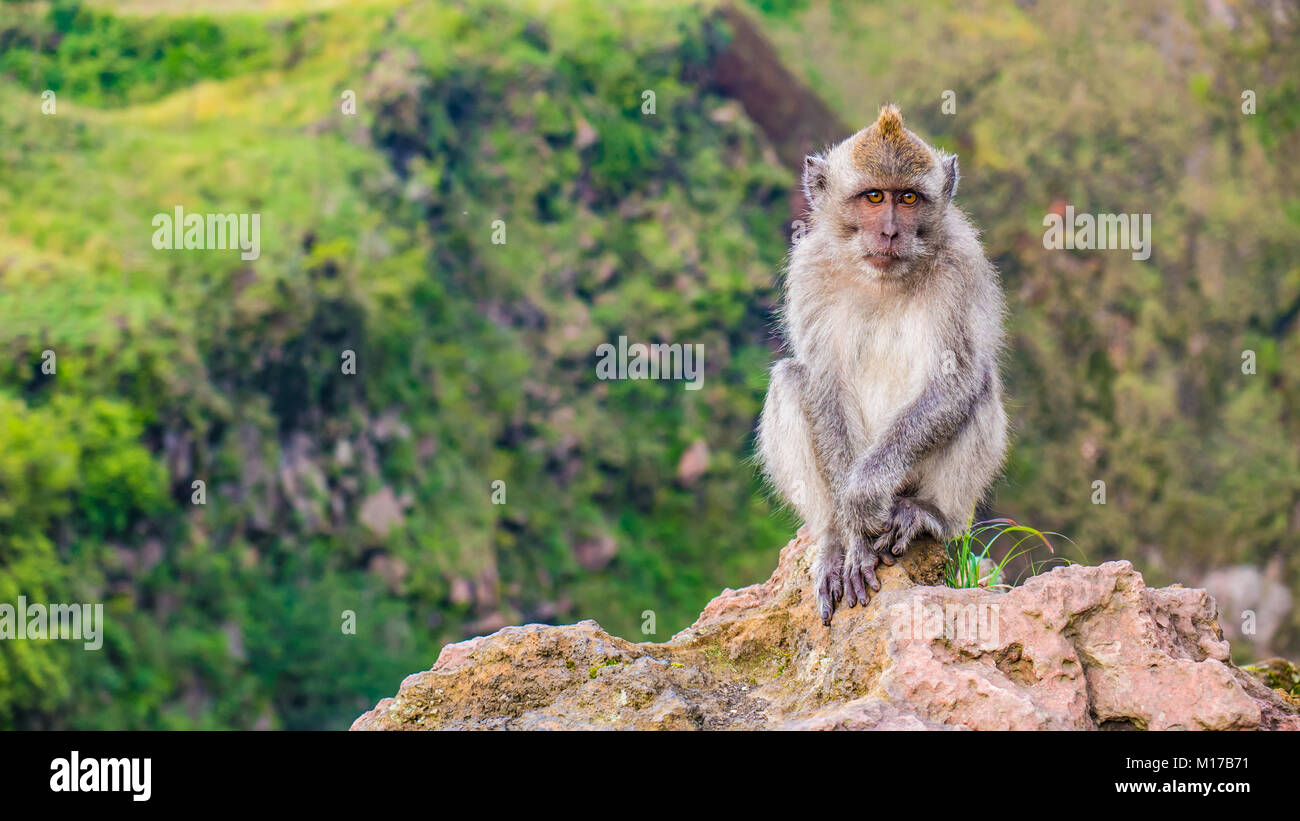 Close up portrait of macaque monkey in the wild, Mount Batur volcano ...
