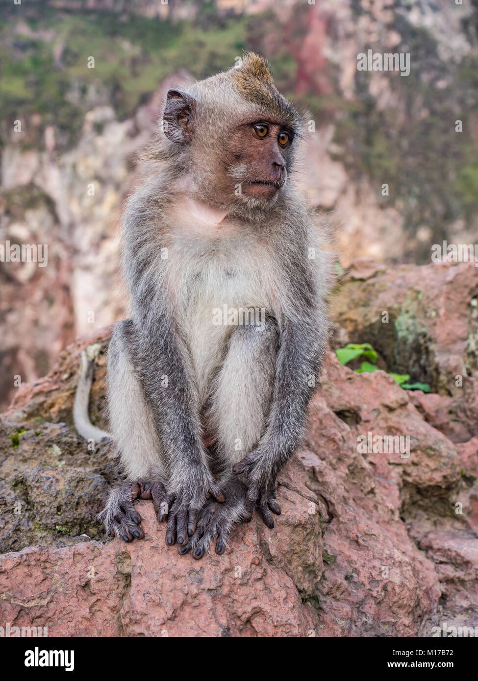 Close up portrait of macaque monkey in the wild, Mount Batur volcano ...