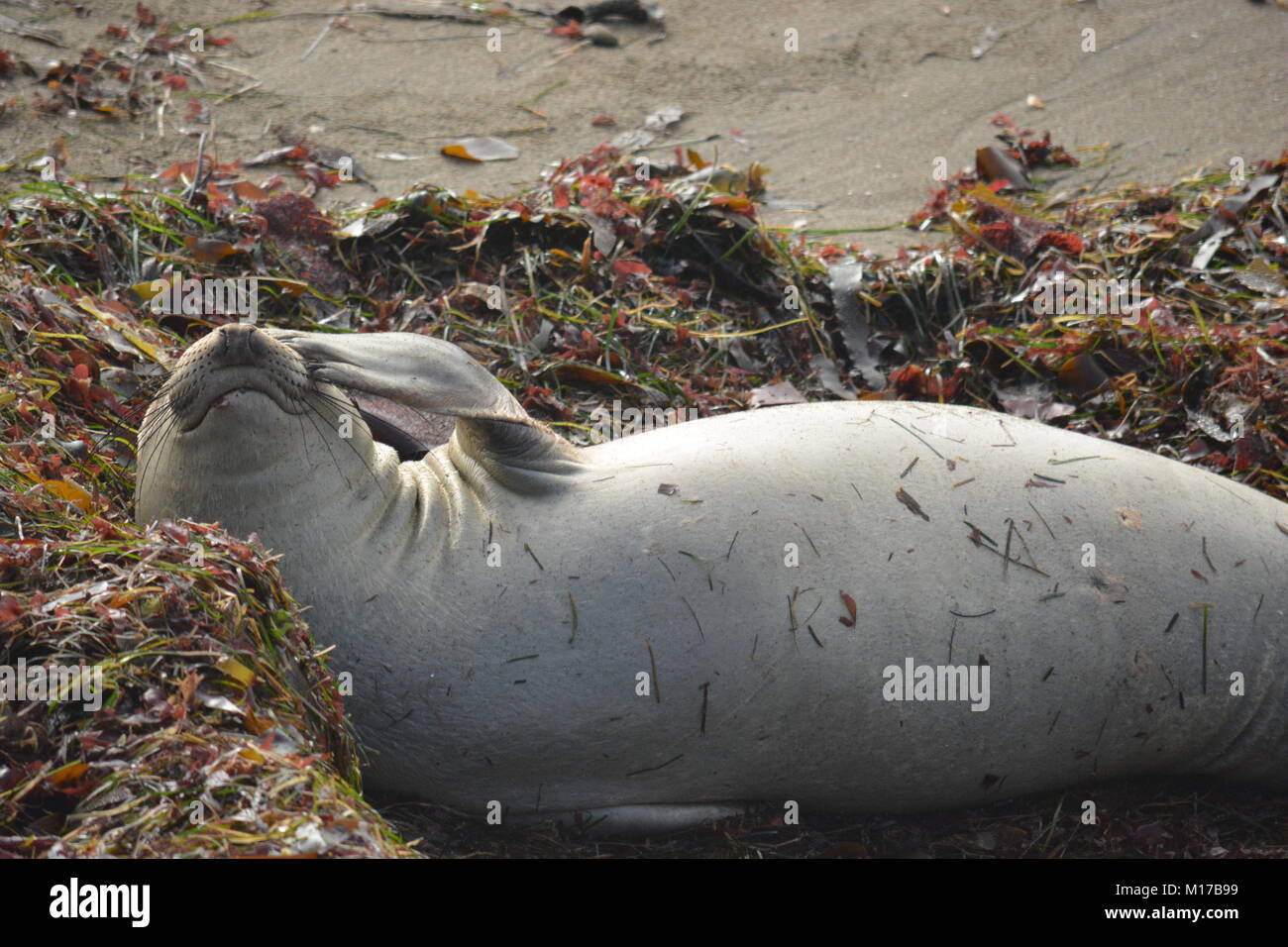 Eye seal hi-res stock photography and images - Alamy