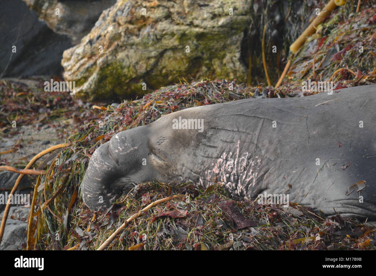 Fat seal hi-res stock photography and images - Alamy