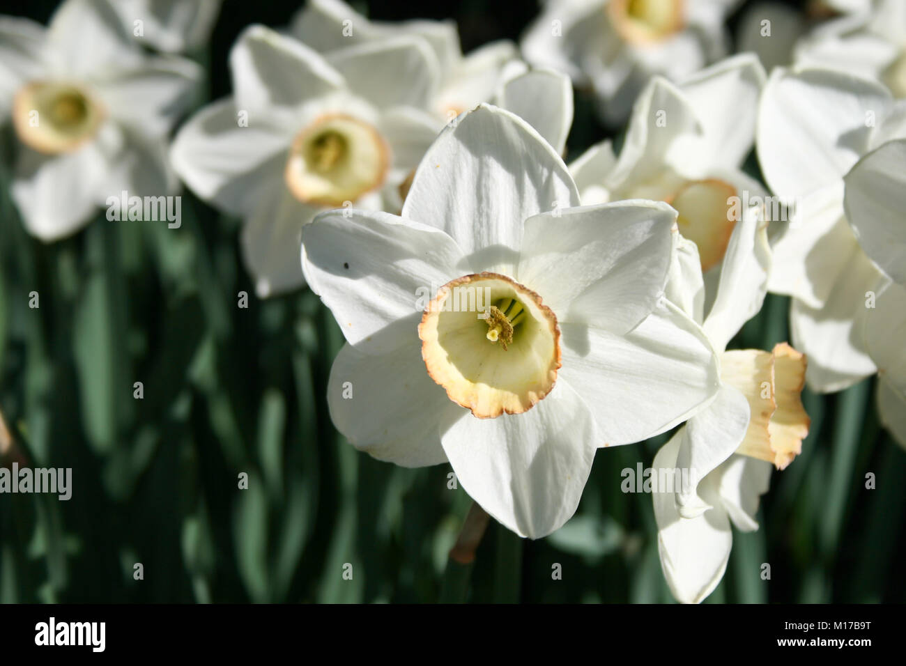 Large White daffodils in the garden Stock Photo - Alamy