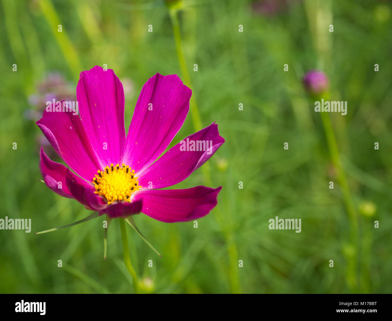 Bright pink cosmo flower at Wave Hill Garden in Bronx, NY Stock Photo ...