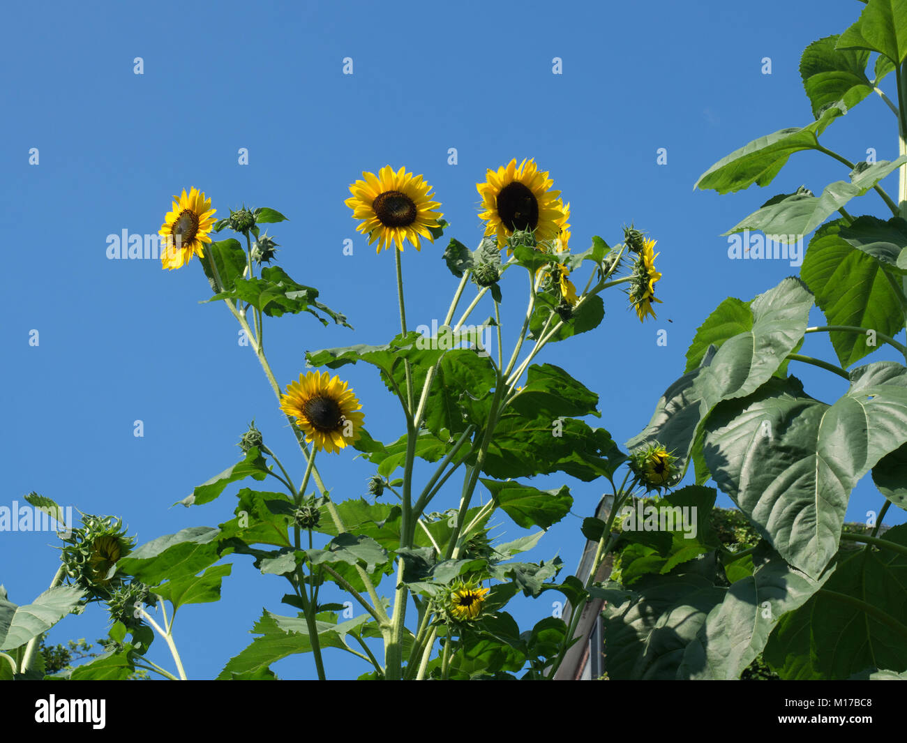 Many sunflowers in the sky in wave hill garden, Bronx, NY Stock Photo ...