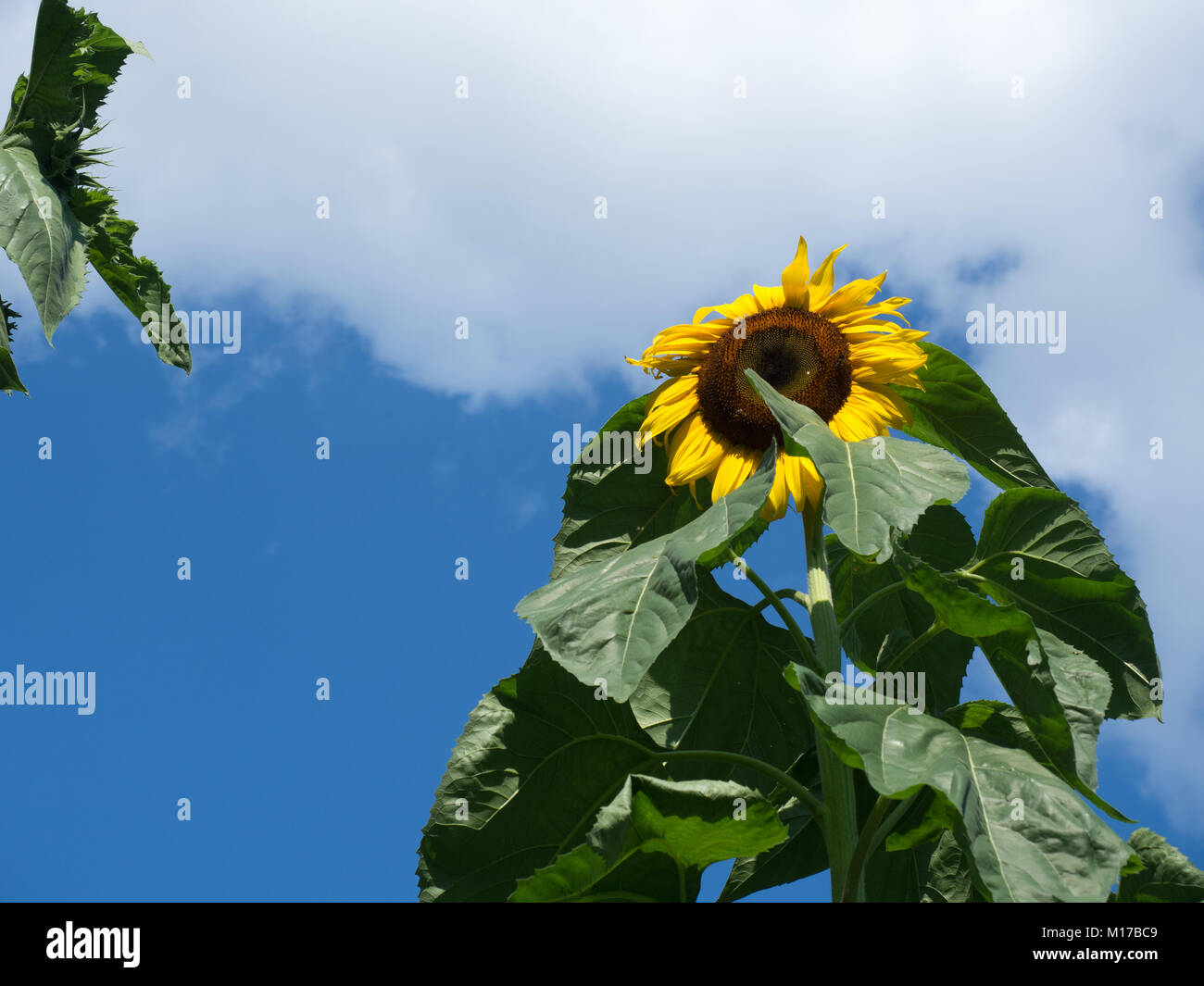 Sunflower in the sky at Wave Hill Garden in Bronx, NY Stock Photo - Alamy