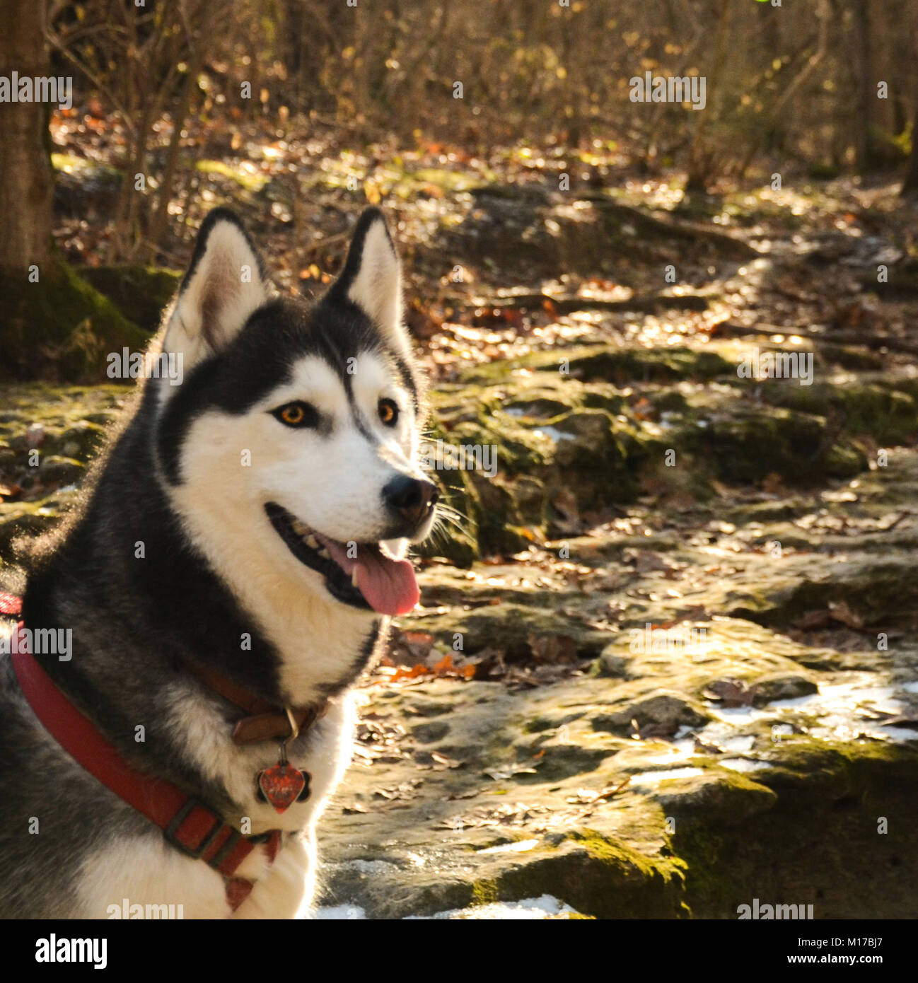 Siberian Husky Portrait Stock Photo - Alamy