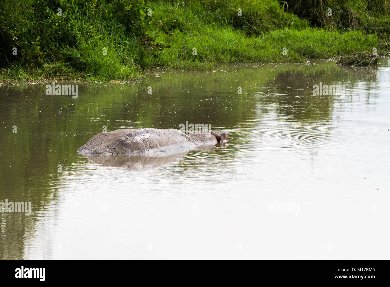 The common hippopotamus (Hippopotamus amphibius), or hippo, is a large ...