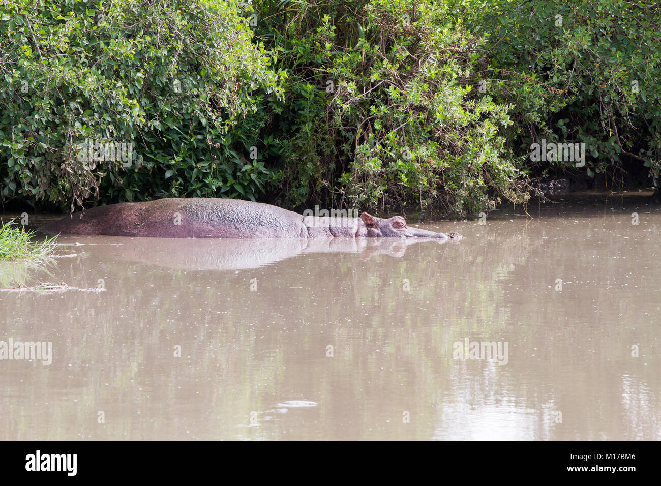 The common hippopotamus (Hippopotamus amphibius), or hippo, is a large ...