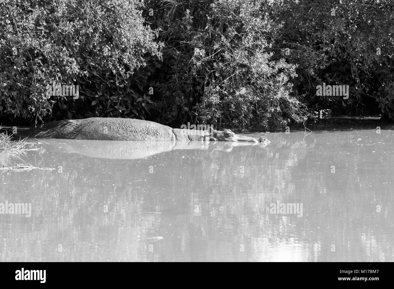 The common hippopotamus (Hippopotamus amphibius), or hippo, is a large ...