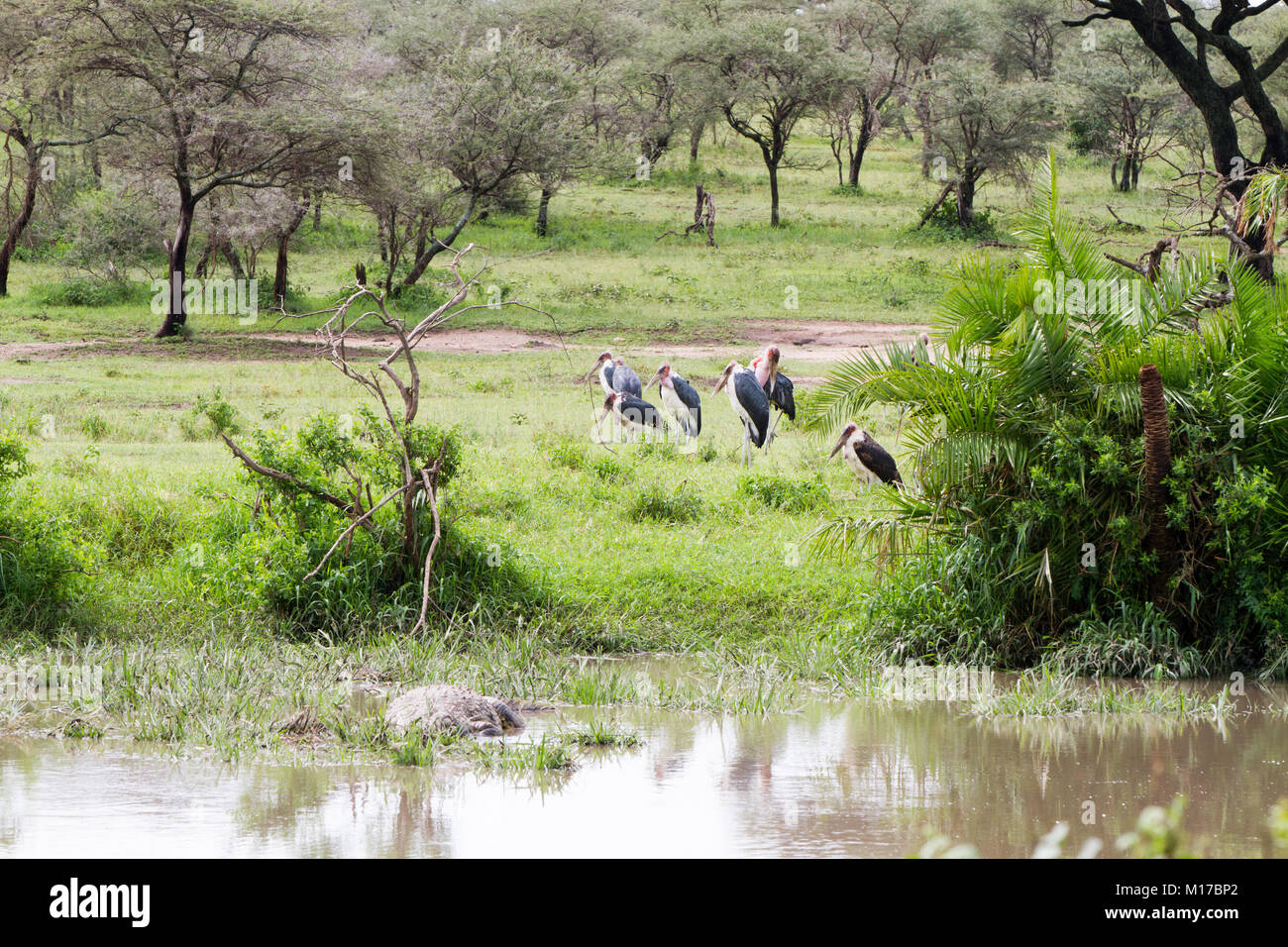 The marabou stork (Leptoptilos crumenifer), large wading bird in the ...