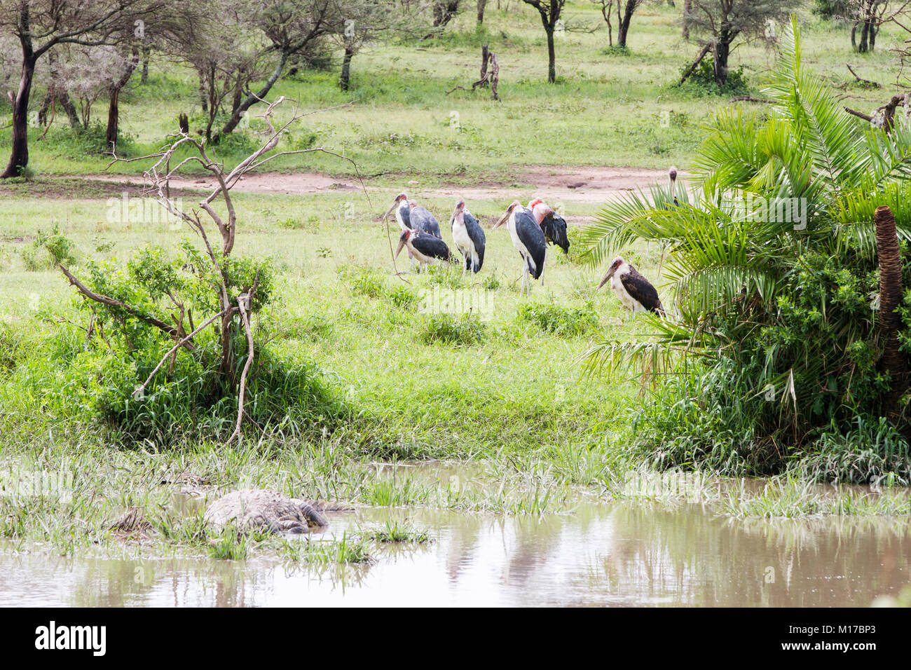 The marabou stork (Leptoptilos crumenifer), large wading bird in the ...
