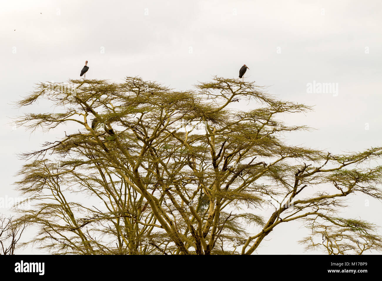 The marabou stork (Leptoptilos crumenifer), large wading bird in the ...
