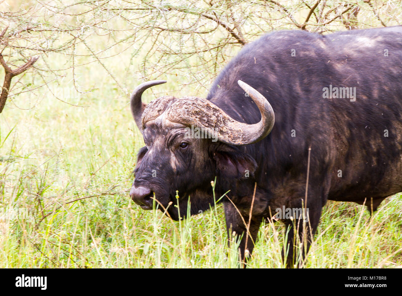 Yellow-billed oxpecker (Buphagus africanus) and Syncerus caffer caffer ...