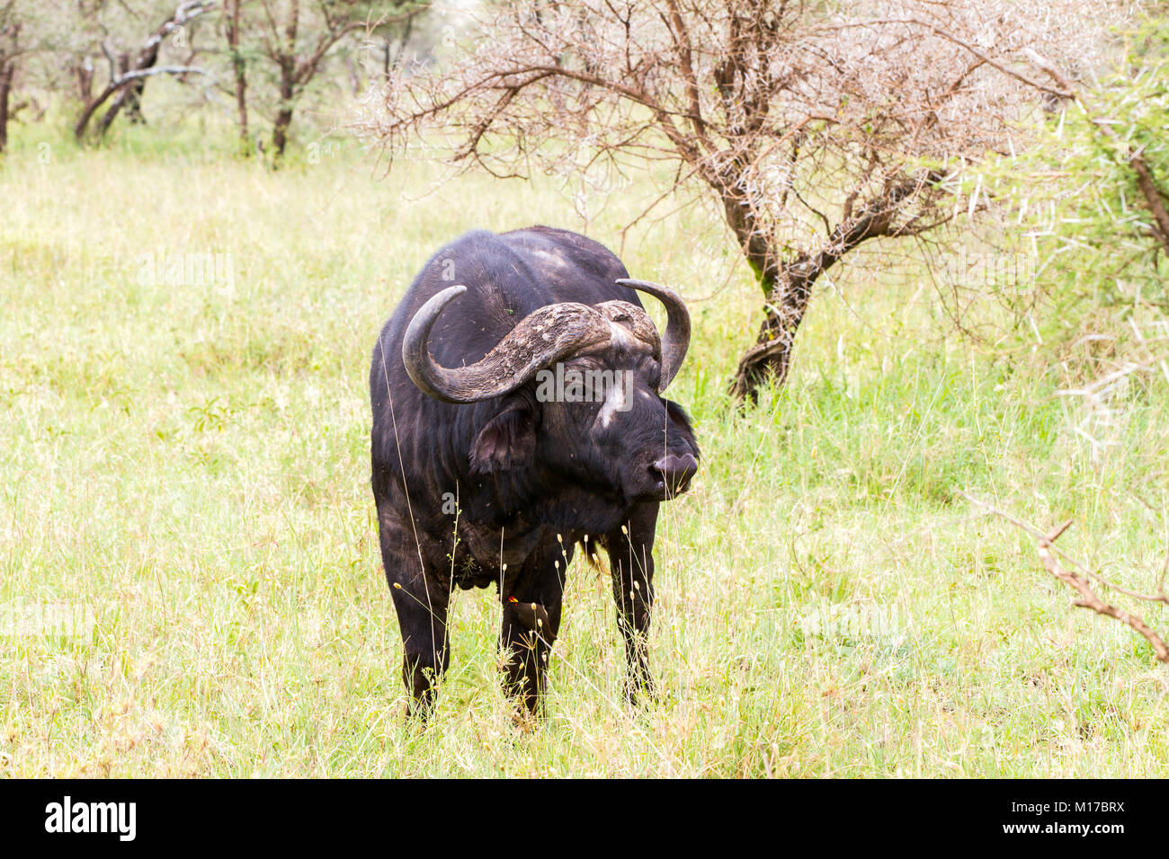 Yellow-billed oxpecker (Buphagus africanus) and Syncerus caffer caffer ...