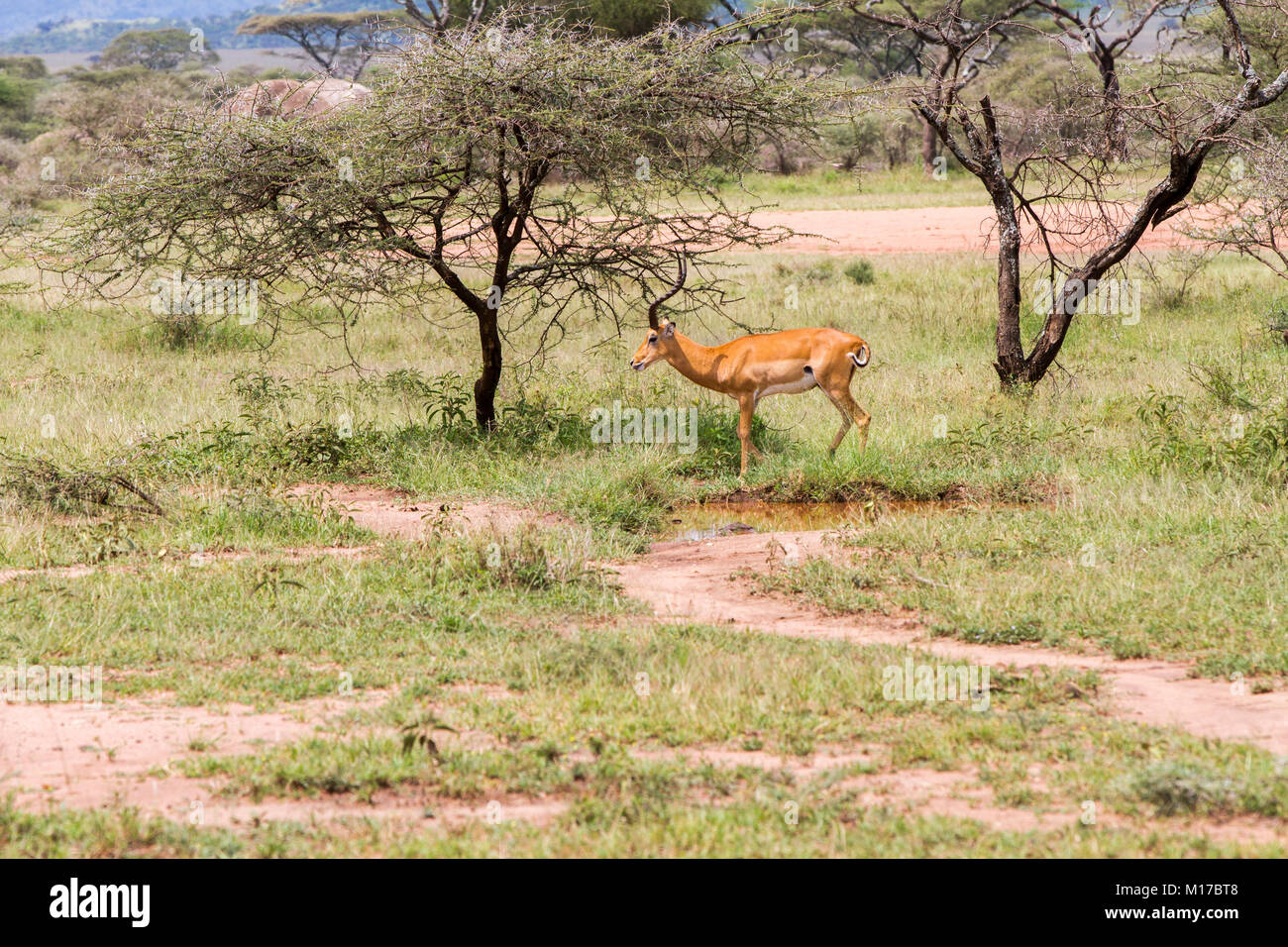 Thomson's gazelle (Eudorcas thomsonii), known as tommie, the most ...