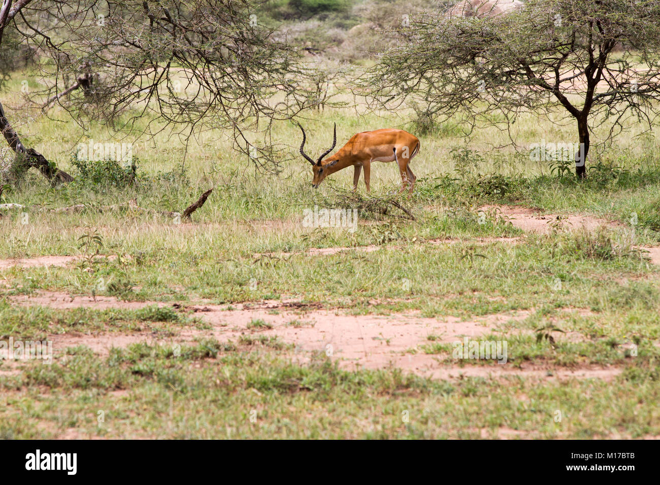 Thomson's gazelle (Eudorcas thomsonii), known as tommie, the most ...