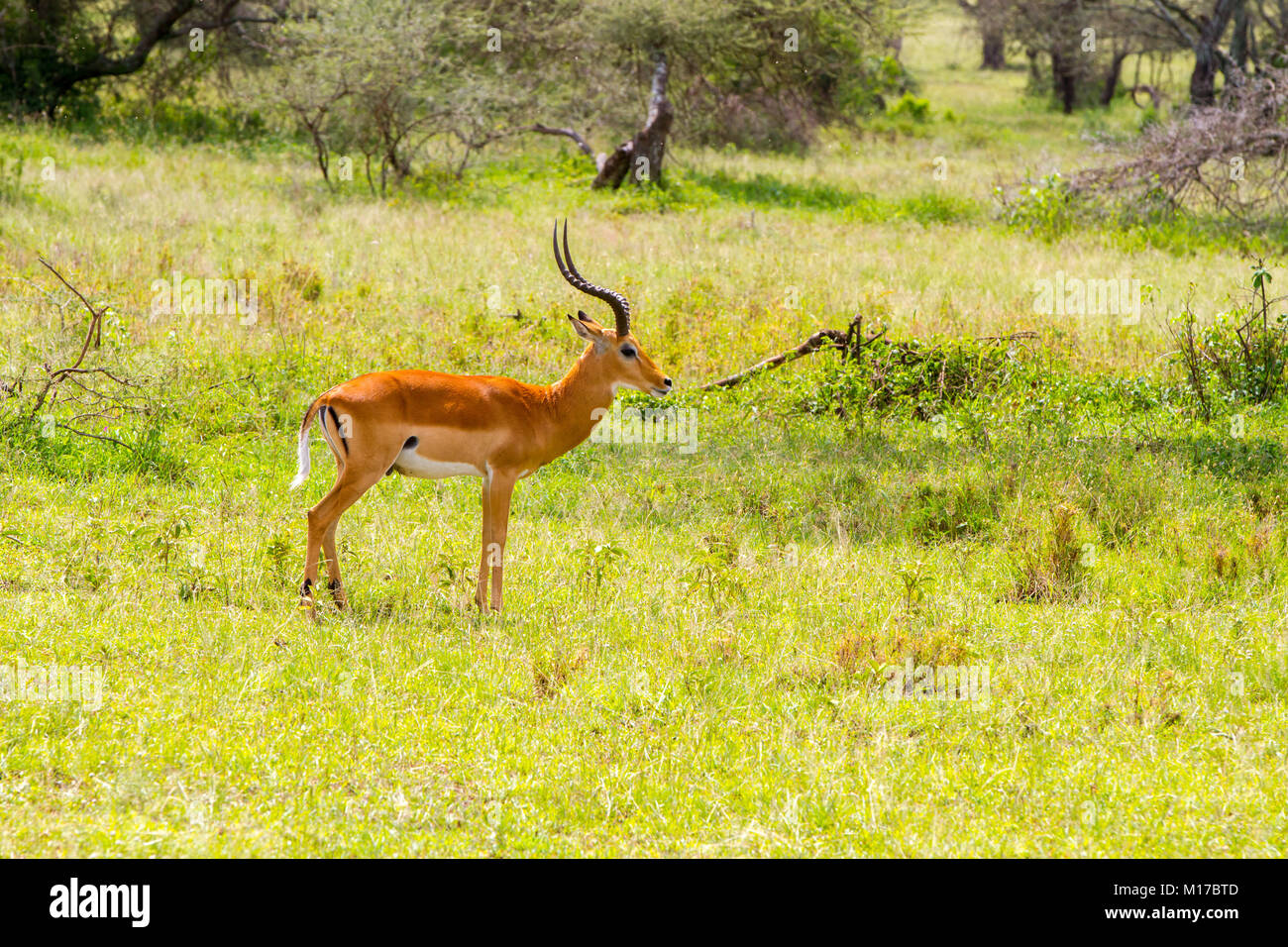 Thomson's gazelle (Eudorcas thomsonii), known as tommie, the most ...