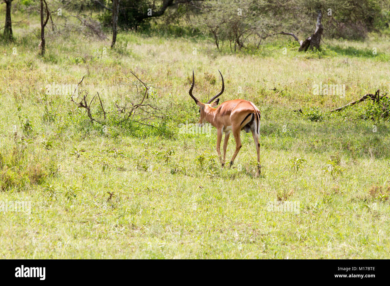 Thomson's gazelle (Eudorcas thomsonii), known as tommie, the most ...