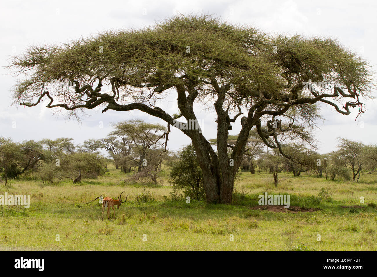 Serengeti National Park, Tanzanian national park in the Serengeti ...