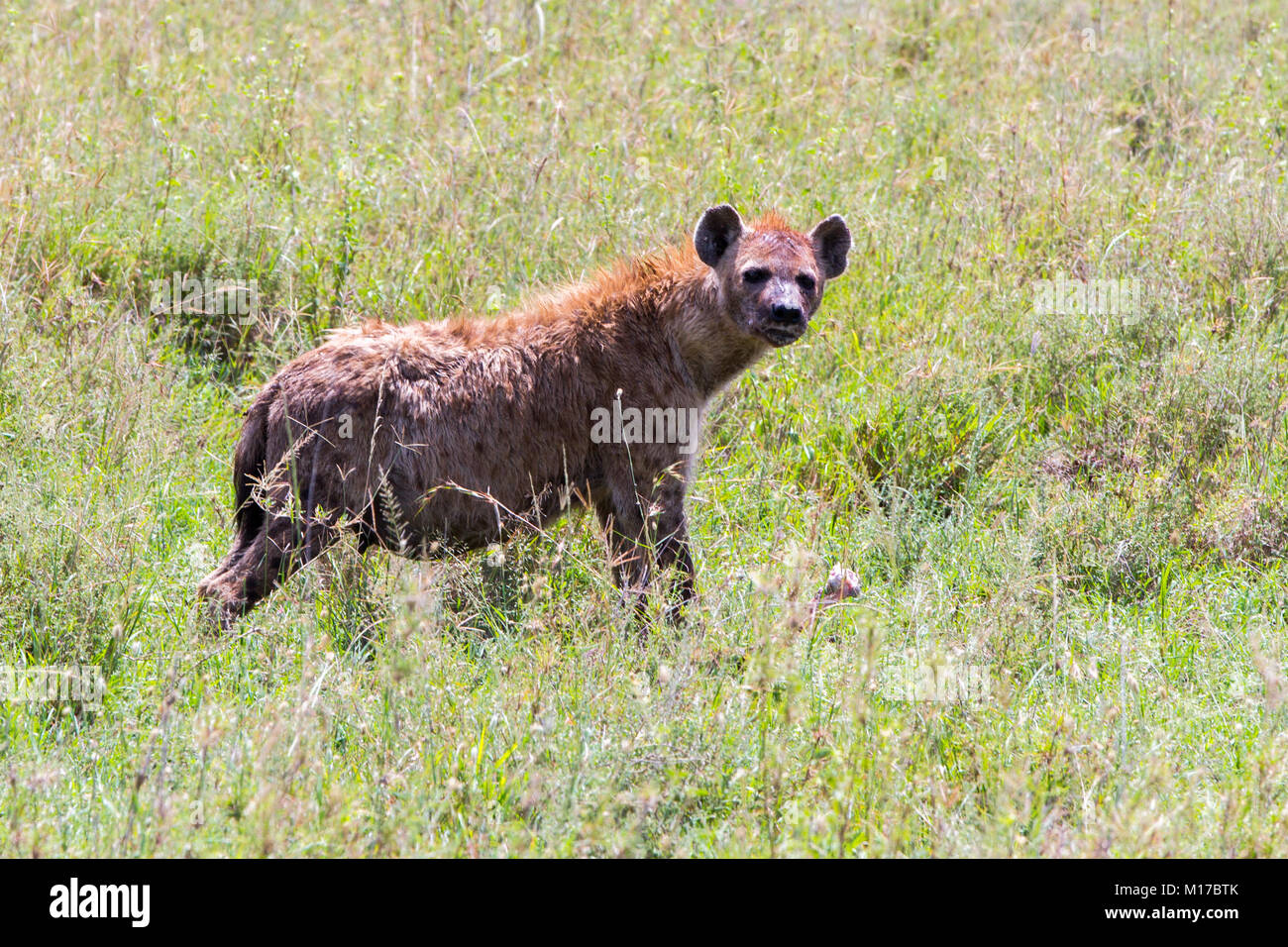 The spotted hyena (Crocuta crocuta), also known as the laughing hyena ...
