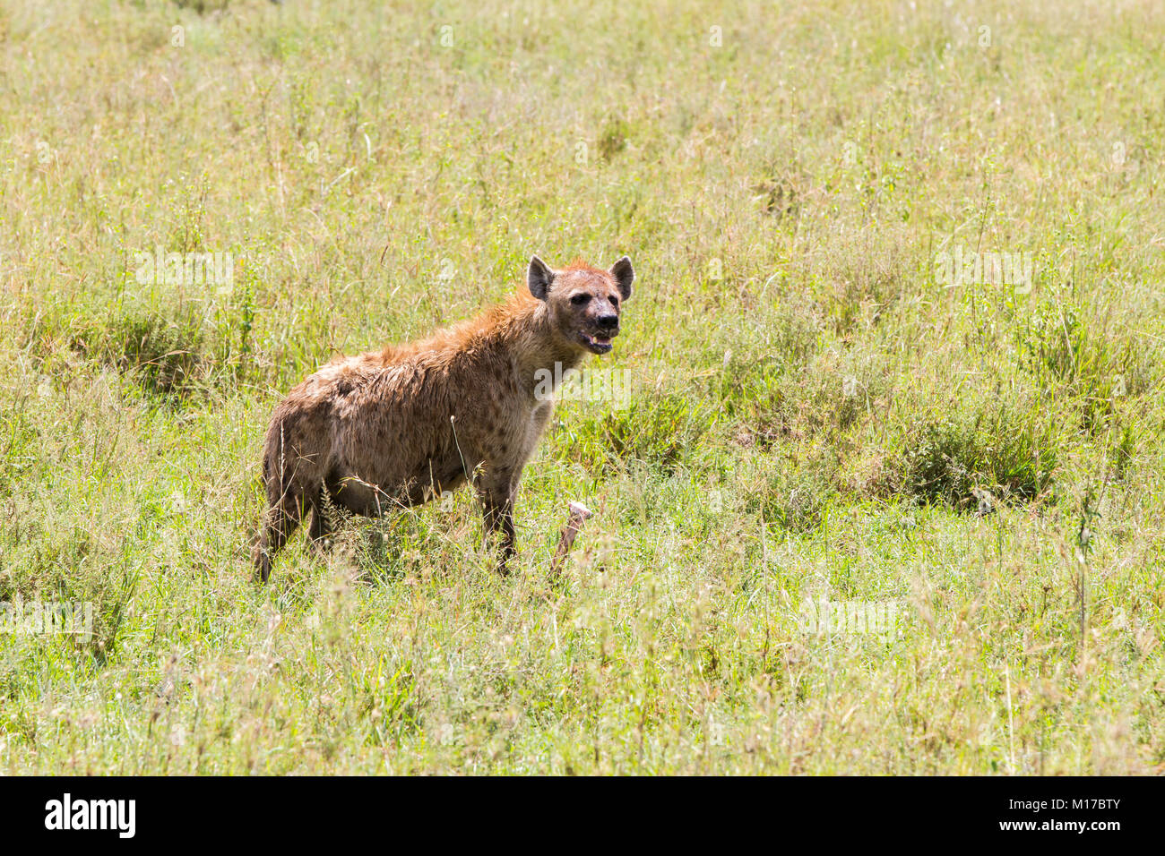 The spotted hyena (Crocuta crocuta), also known as the laughing hyena ...