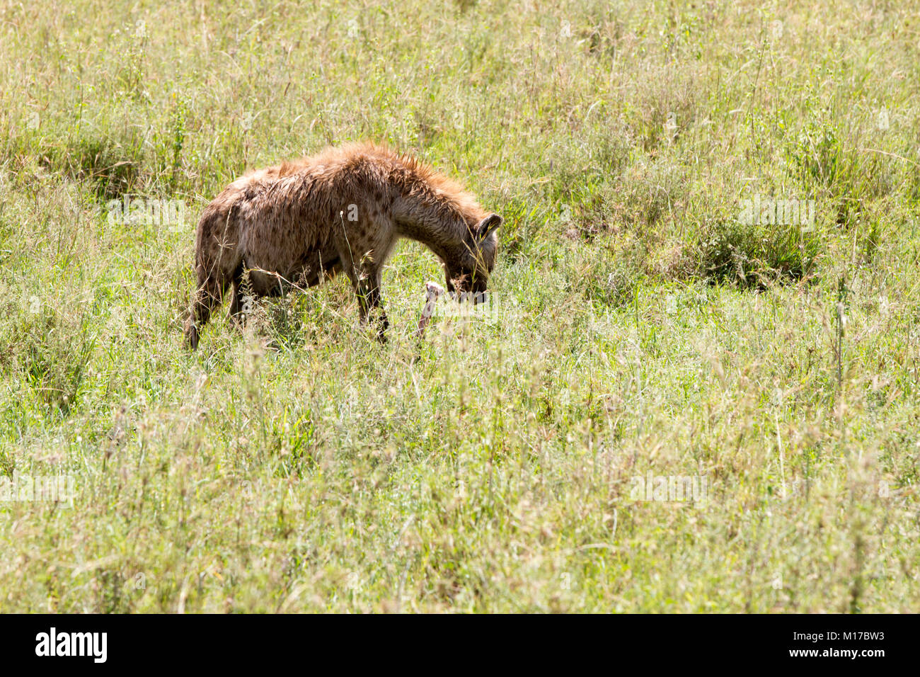 The spotted hyena (Crocuta crocuta), also known as the laughing hyena ...