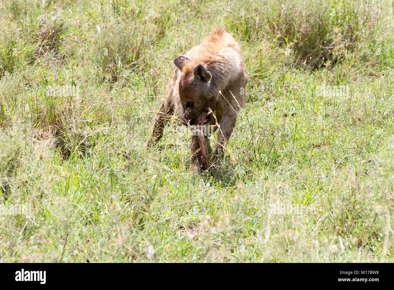 The spotted hyena (Crocuta crocuta), also known as the laughing hyena ...