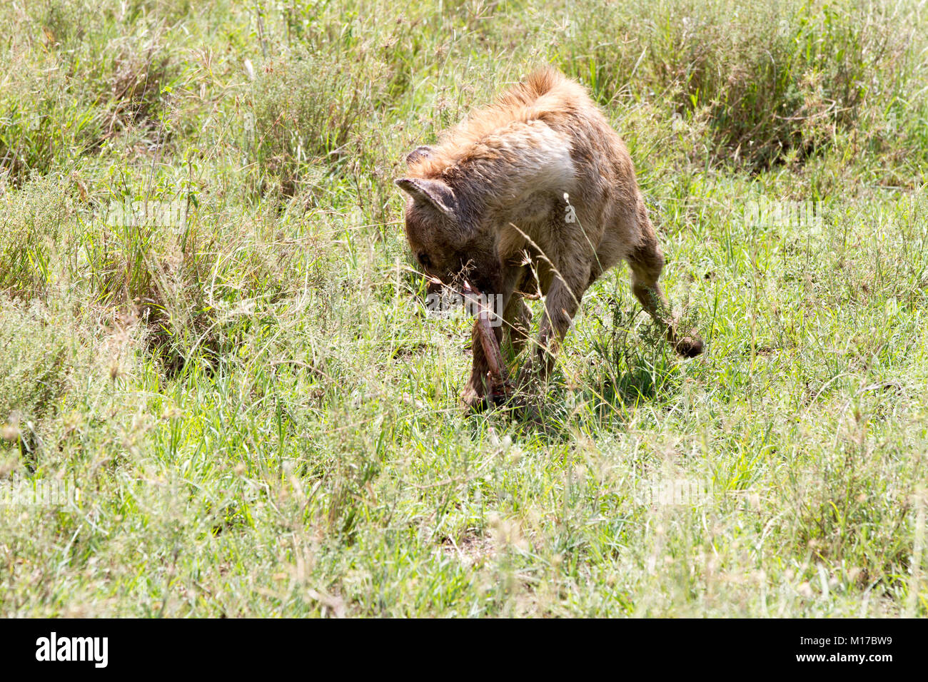 The spotted hyena (Crocuta crocuta), also known as the laughing hyena ...