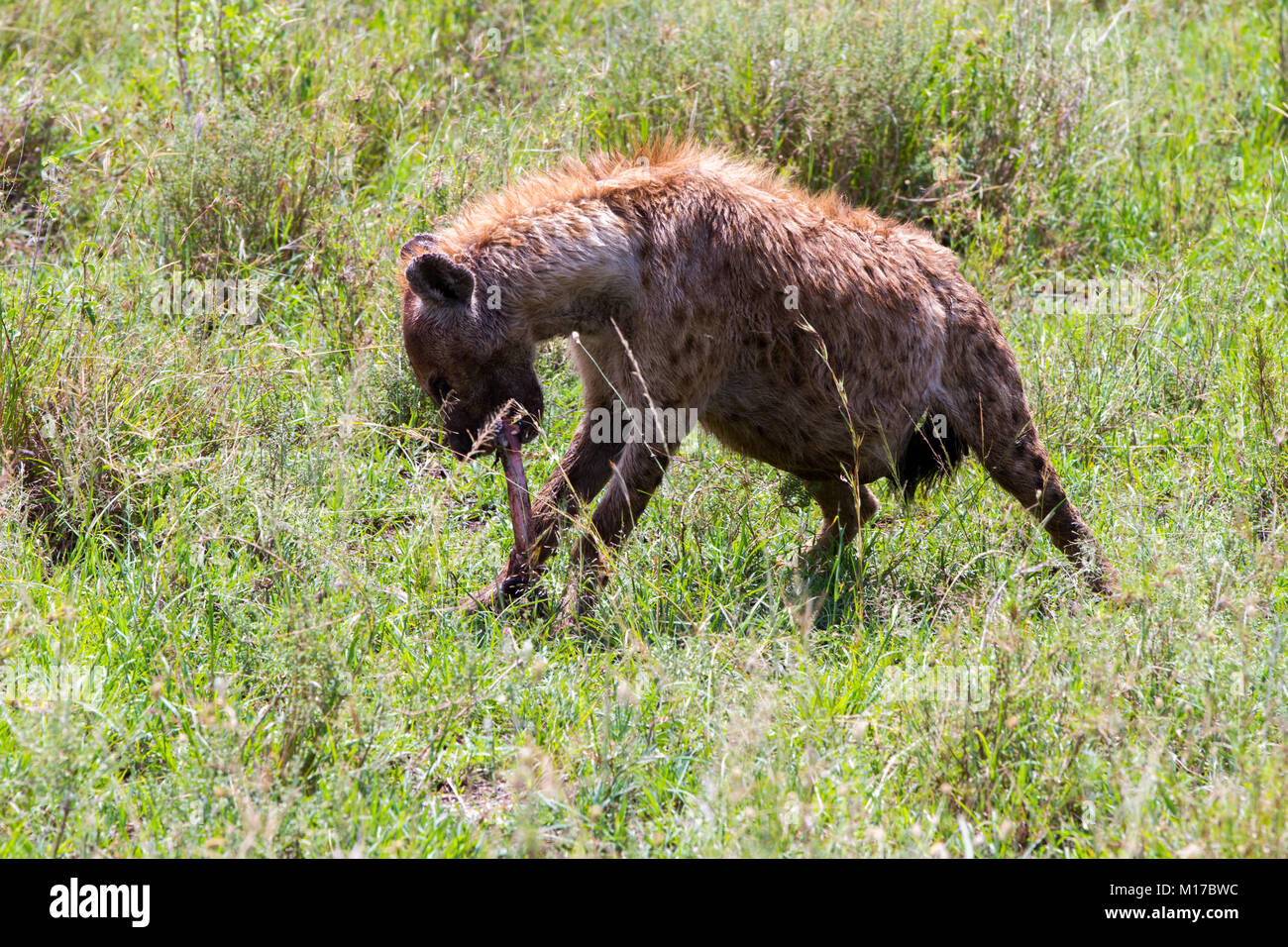 The spotted hyena (Crocuta crocuta), also known as the laughing hyena ...
