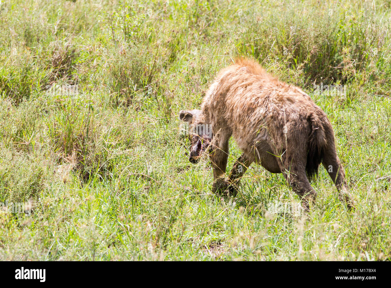 The spotted hyena (Crocuta crocuta), also known as the laughing hyena ...