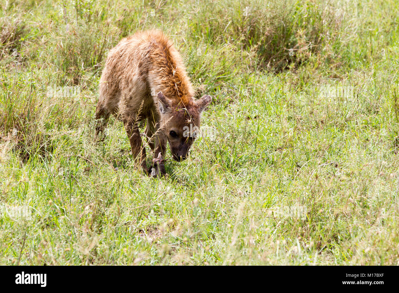 The spotted hyena (Crocuta crocuta), also known as the laughing hyena ...
