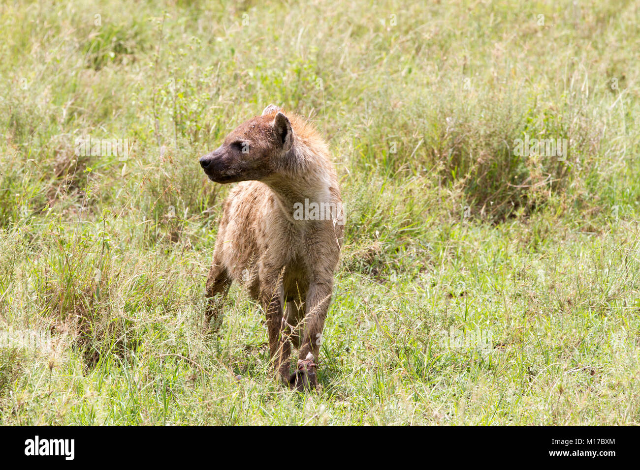 The spotted hyena (Crocuta crocuta), also known as the laughing hyena ...