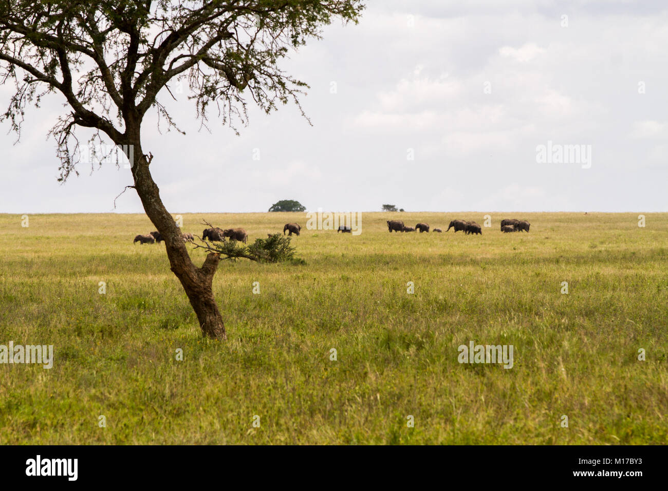 Serengeti National Park, Tanzanian national park in the Serengeti ...