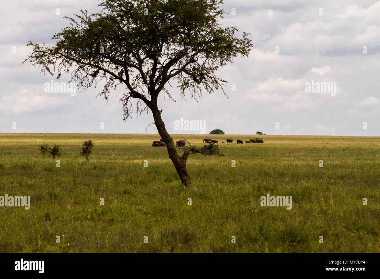Serengeti National Park, Tanzanian national park in the Serengeti ...