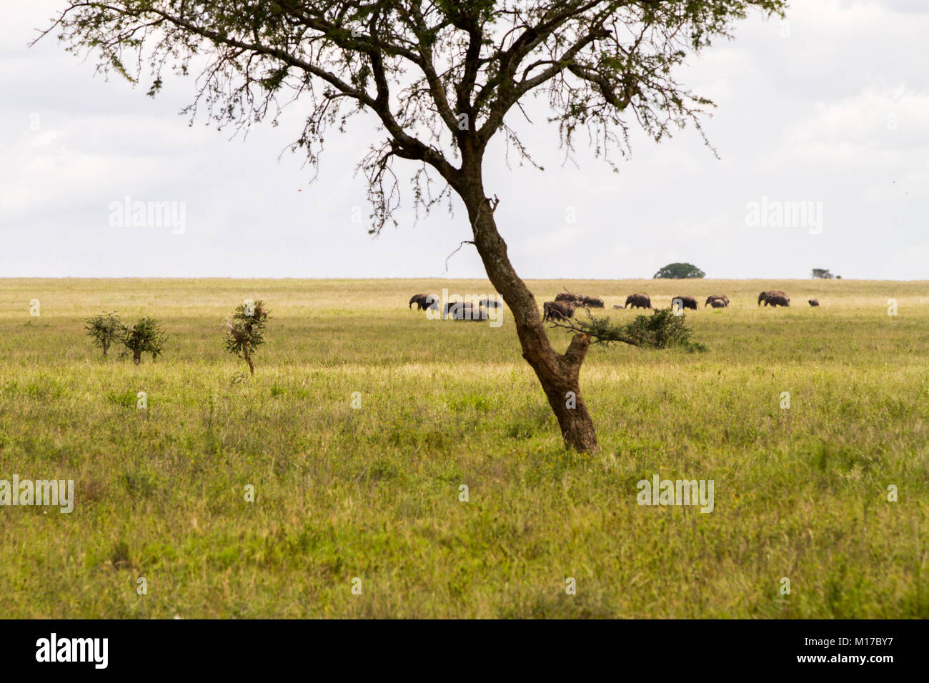 Serengeti National Park, Tanzanian national park in the Serengeti ...