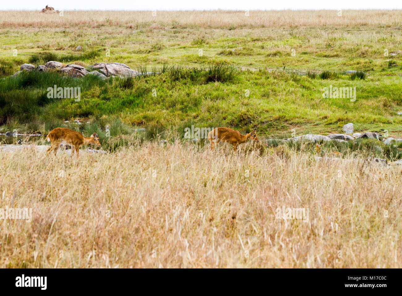 Serengeti National Park, Tanzanian national park in the Serengeti ...