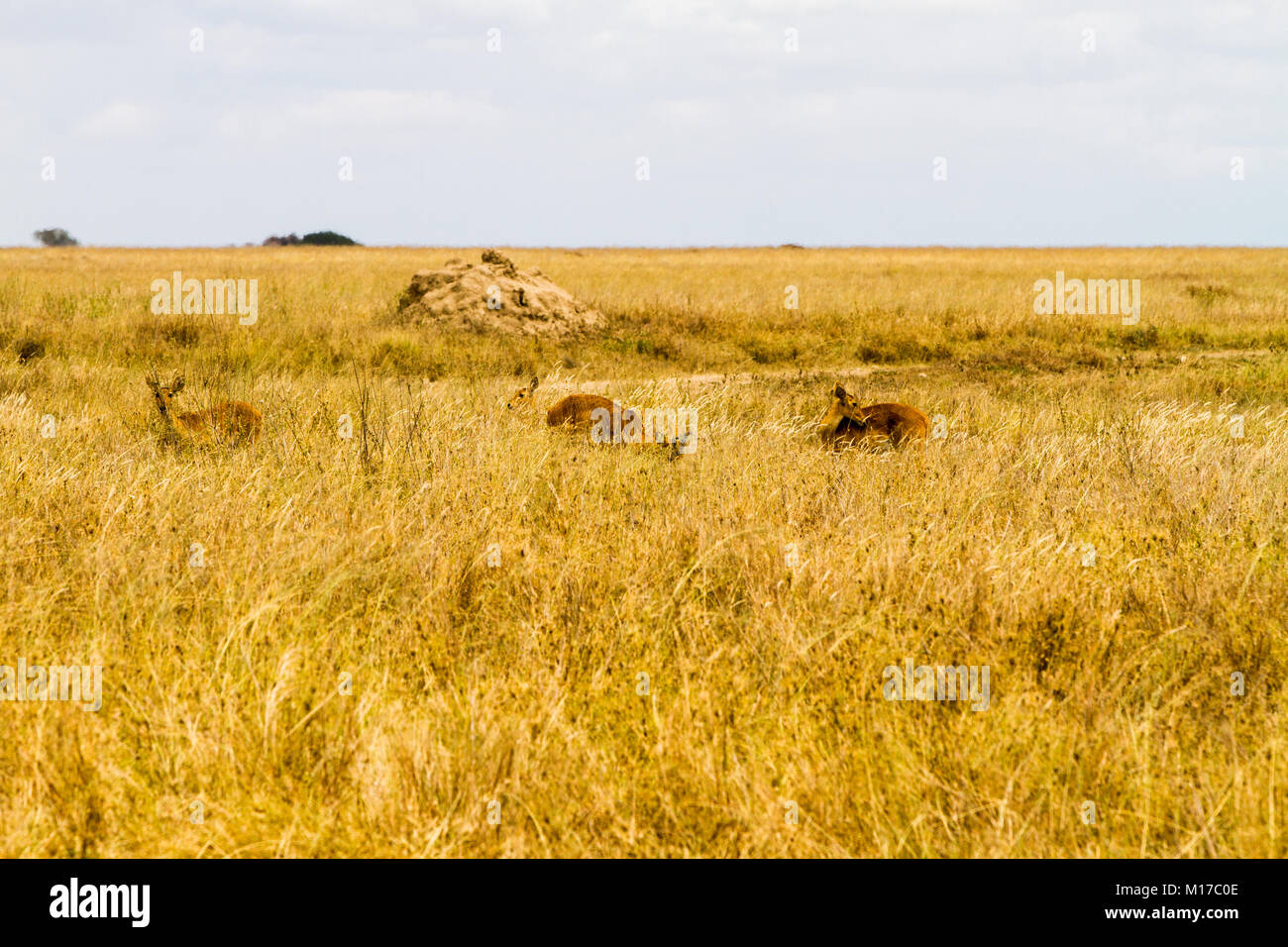 Serengeti National Park, Tanzanian national park in the Serengeti ...