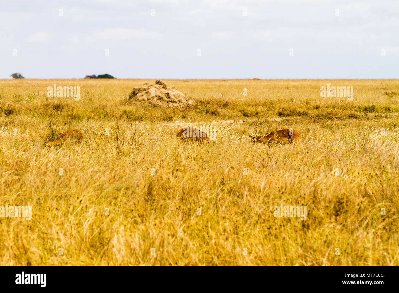 Serengeti National Park, Tanzanian national park in the Serengeti ...