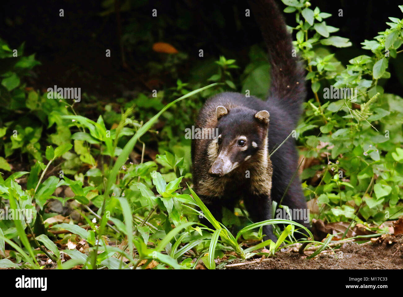White Nosed Coati Nasua Narica Alajuela High Resolution Stock ...