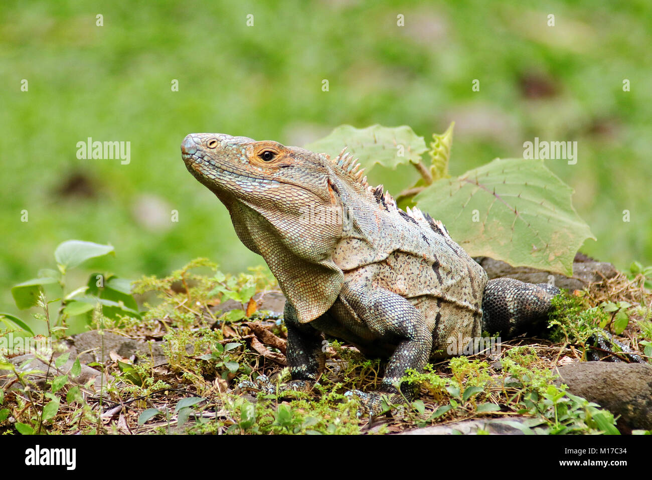 Spiny Tailed Iguana (Ctenosaur similis) basking on the jungle floor in ...