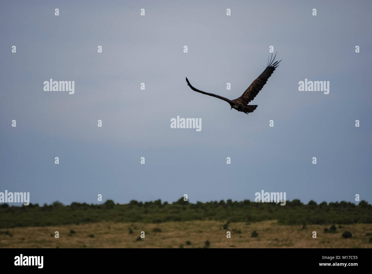 Beak Big Mara Bird High Resolution Stock Photography and Images - Alamy